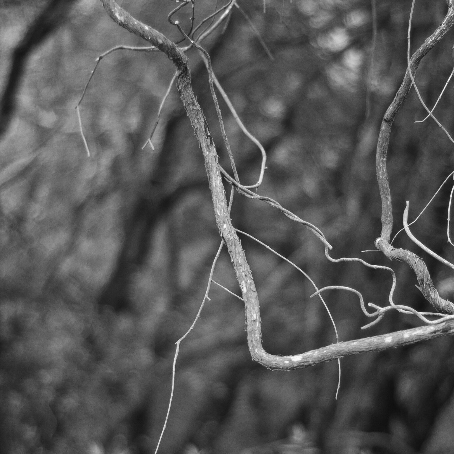 Just the Time for Story-telling: George MacDonald and a Christ-wise ...