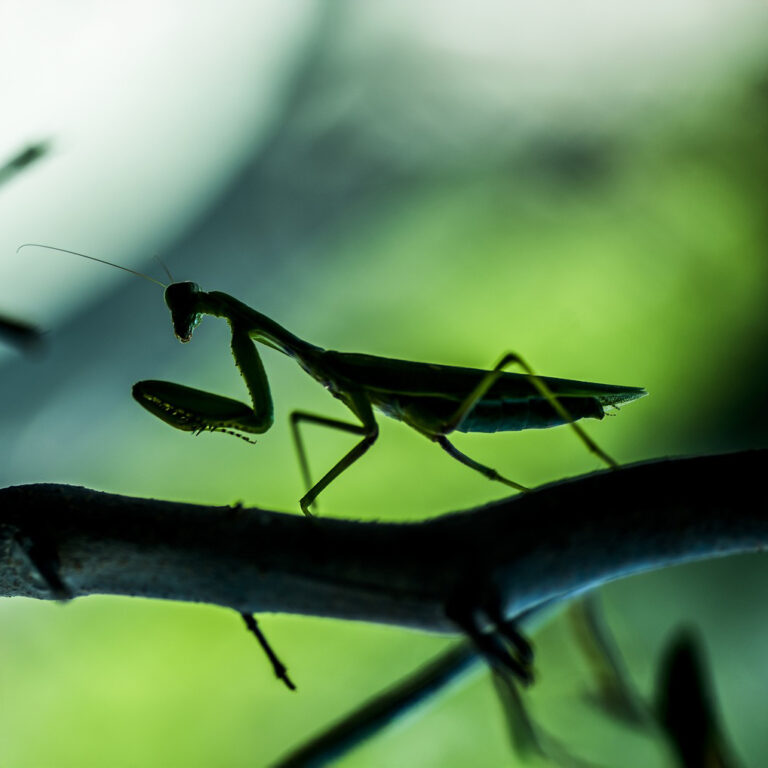 Just the Time for Story-telling: George MacDonald and a Christ-wise ...